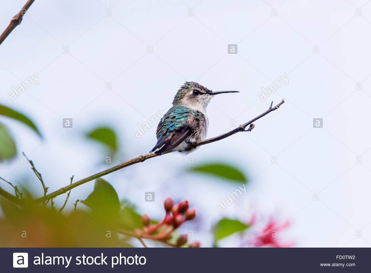 Cuban Bee Hummingbird Stock Photos & Cuban Bee Hummingbird Stock Images ...
