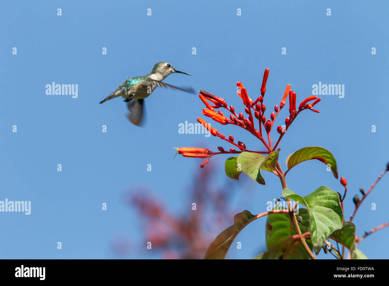 Cuban bee hummingbird hi-res stock photography and images - Alamy