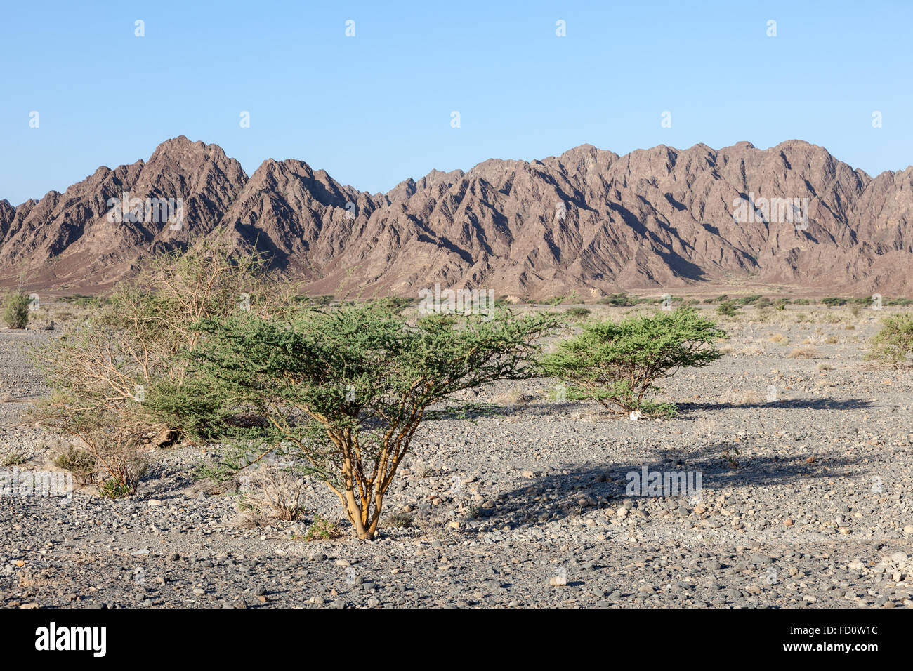 Oman tree hi-res stock photography and images - Alamy