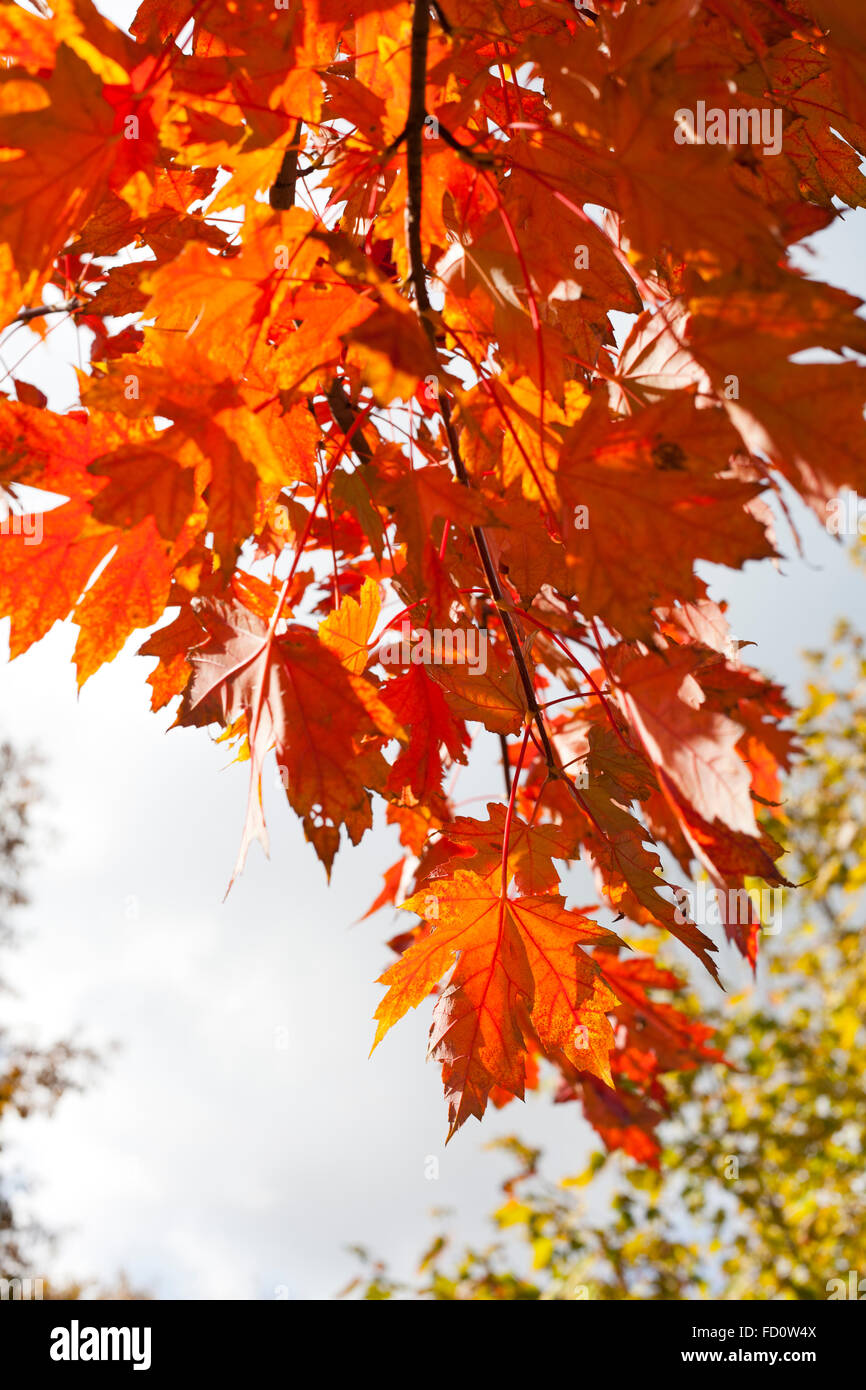 Maple leaves in autumn Stock Photo - Alamy