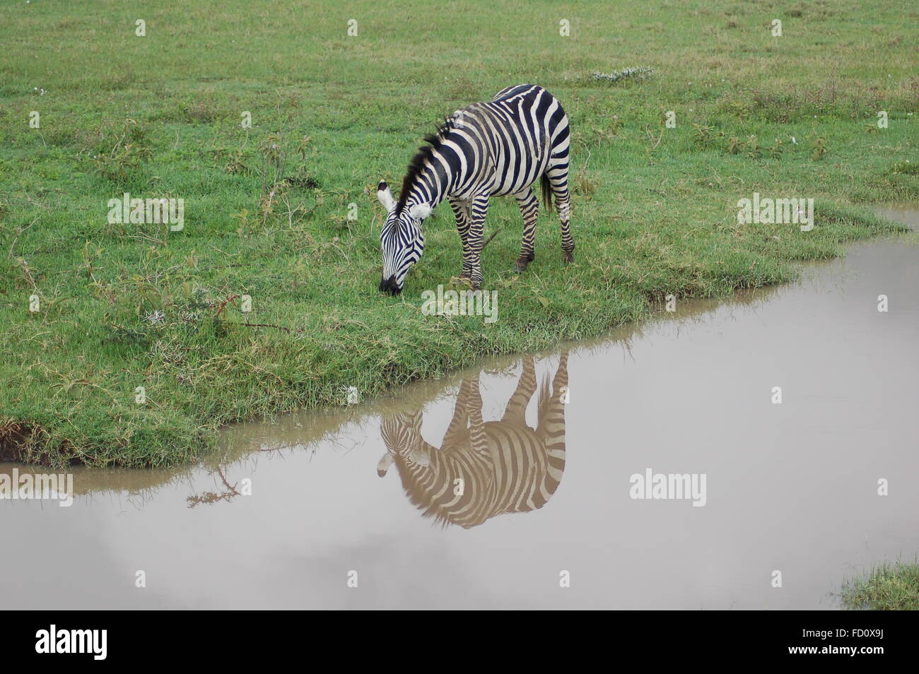 African zebras stripes come in different patterns Stock Photo - Alamy