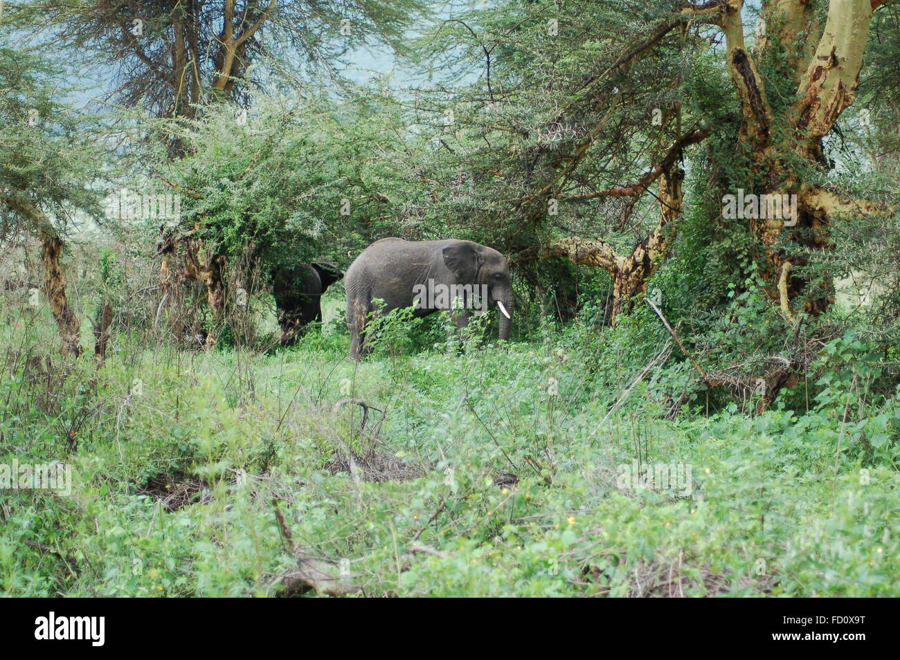 African elephant in their natural environment Stock Photo - Alamy