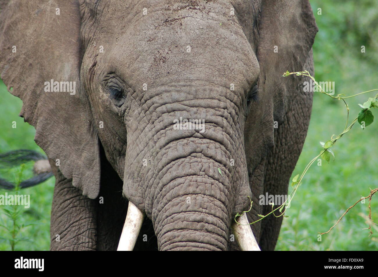 African elephant in their natural environment Stock Photo - Alamy