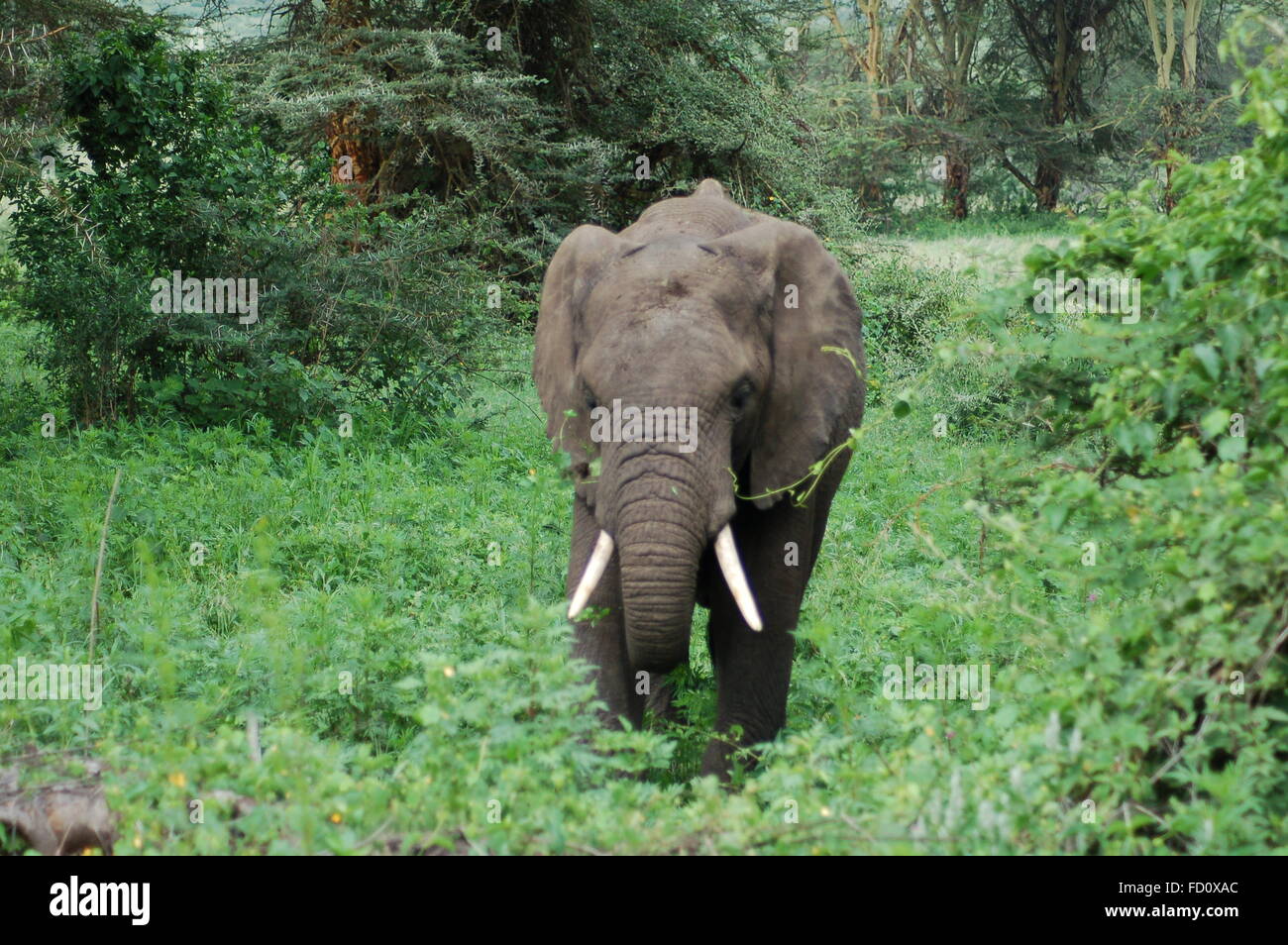 African elephant in their natural environment Stock Photo - Alamy