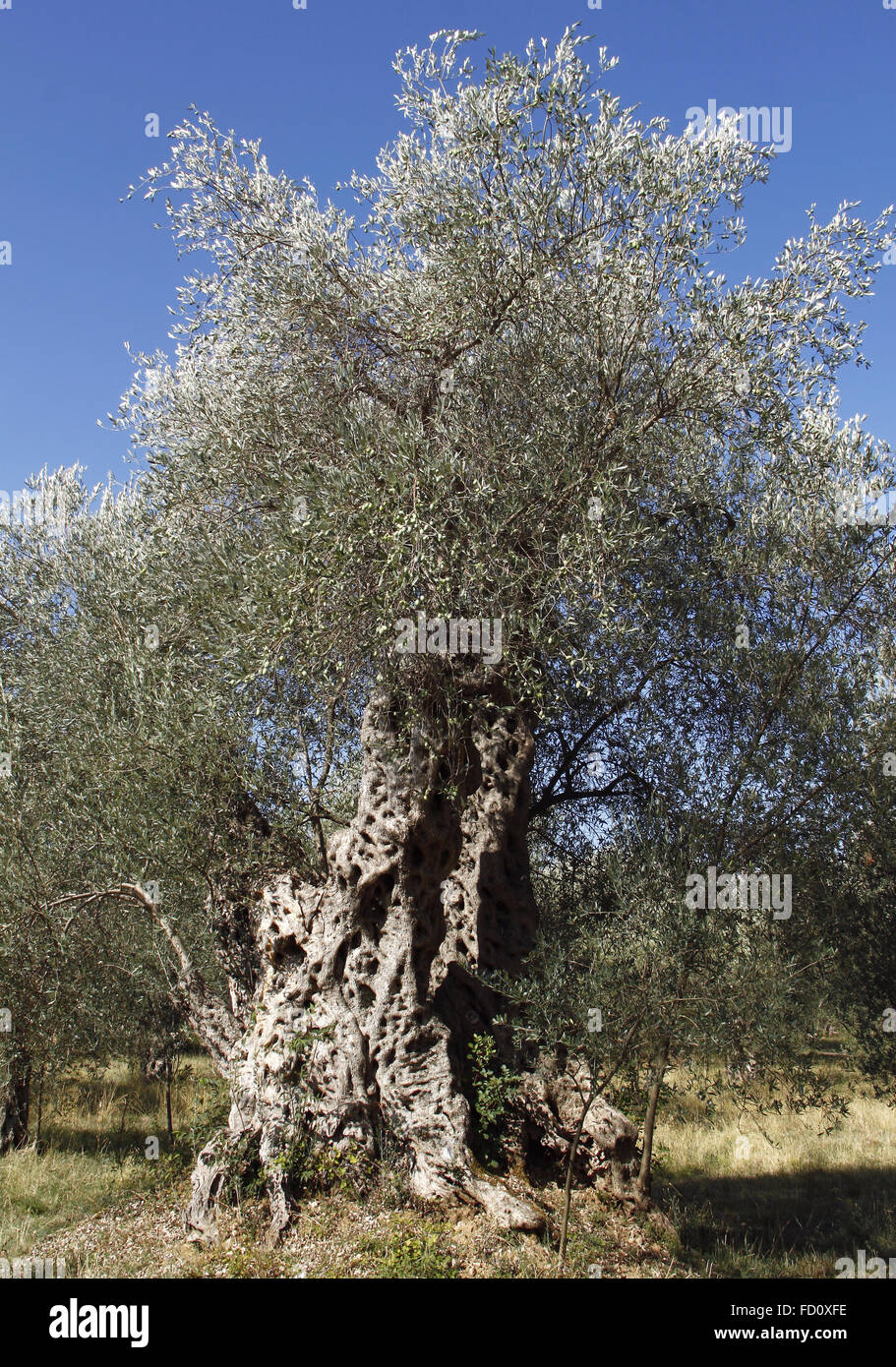 Very old olive tree. This wood is under the protection as ancient tree ...