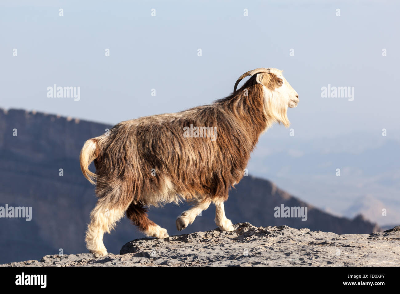 Goat in Oman Stock Photo - Alamy