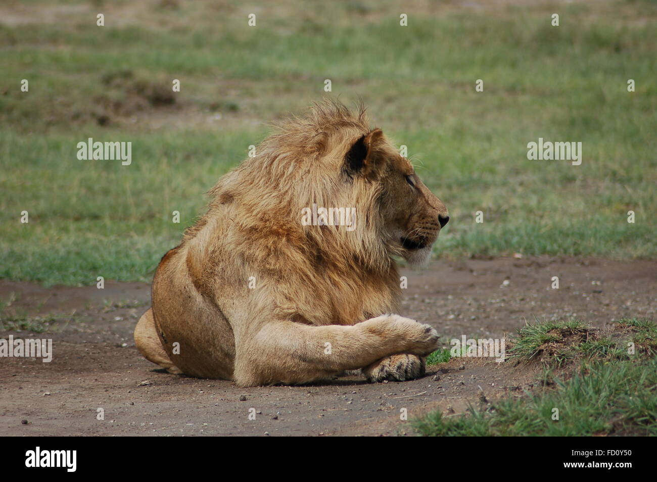 The lying lion of Africa Stock Photo - Alamy