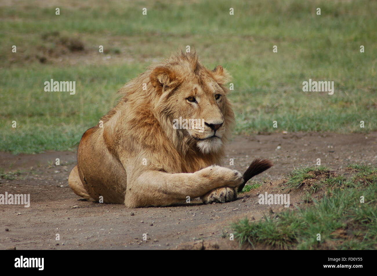 Lion in den animals hi-res stock photography and images - Alamy