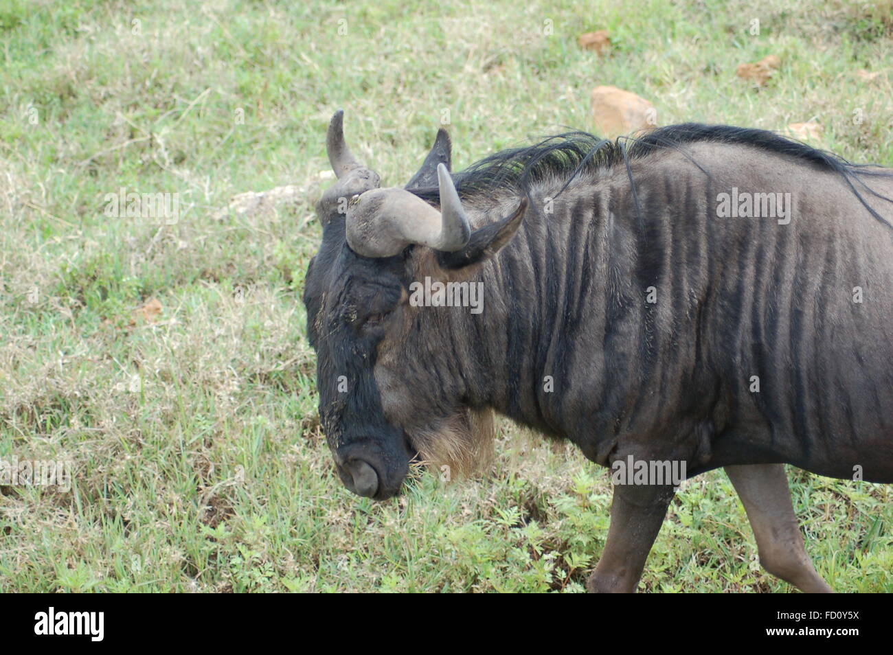 African wildebeest in their natural environment Stock Photo - Alamy