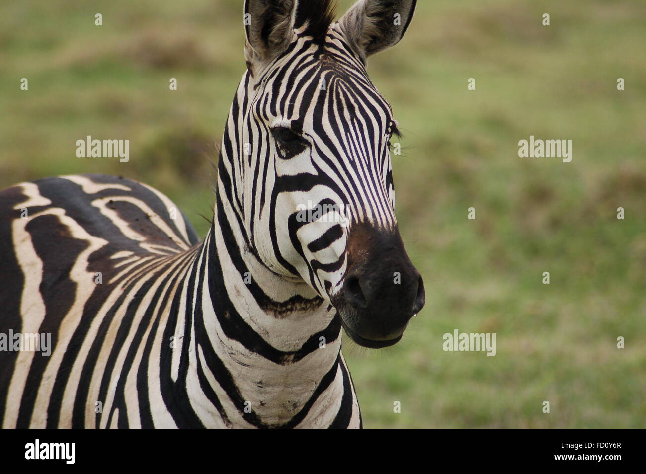 Black and white stripes patterns hi-res stock photography and images ...