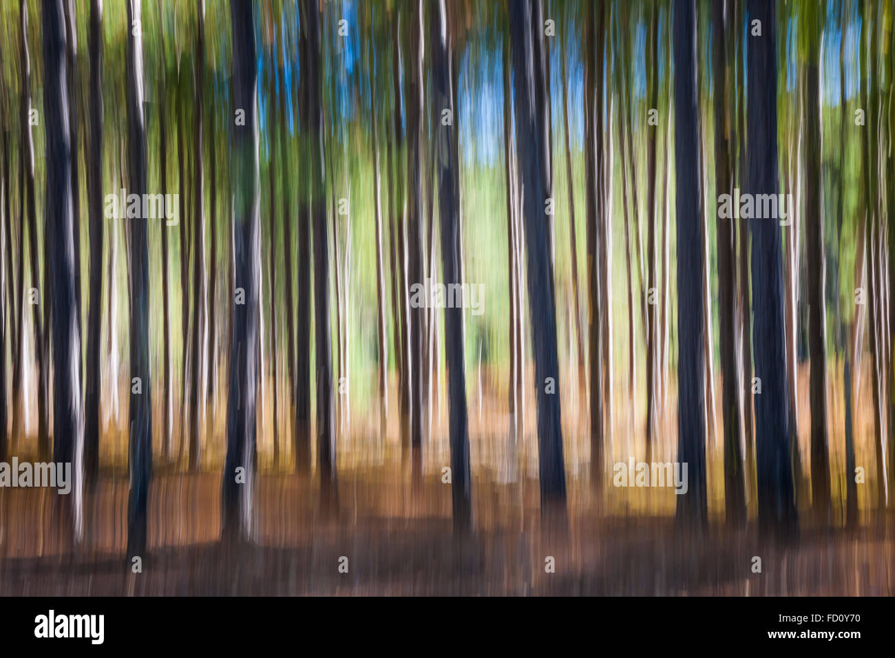 Abstract trees hi-res stock photography and images - Alamy