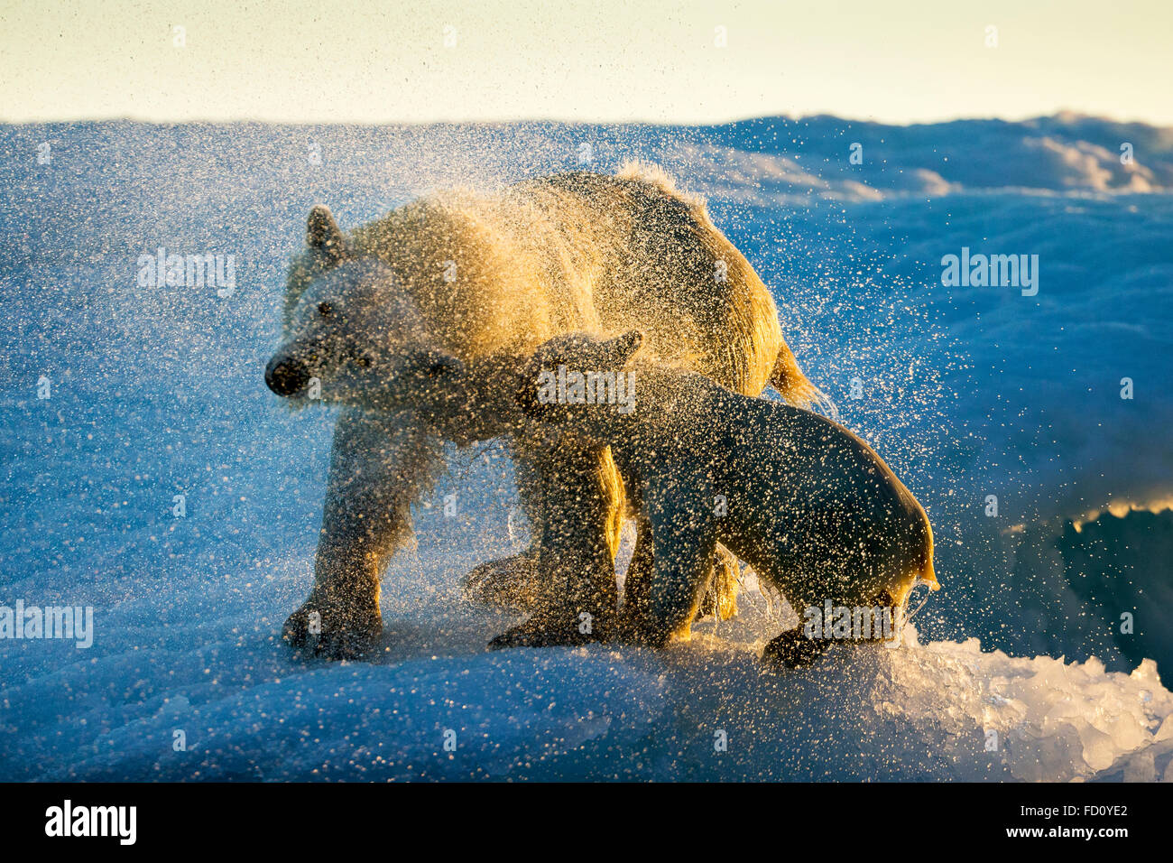 Polar bear cub swimming hi-res stock photography and images - Alamy