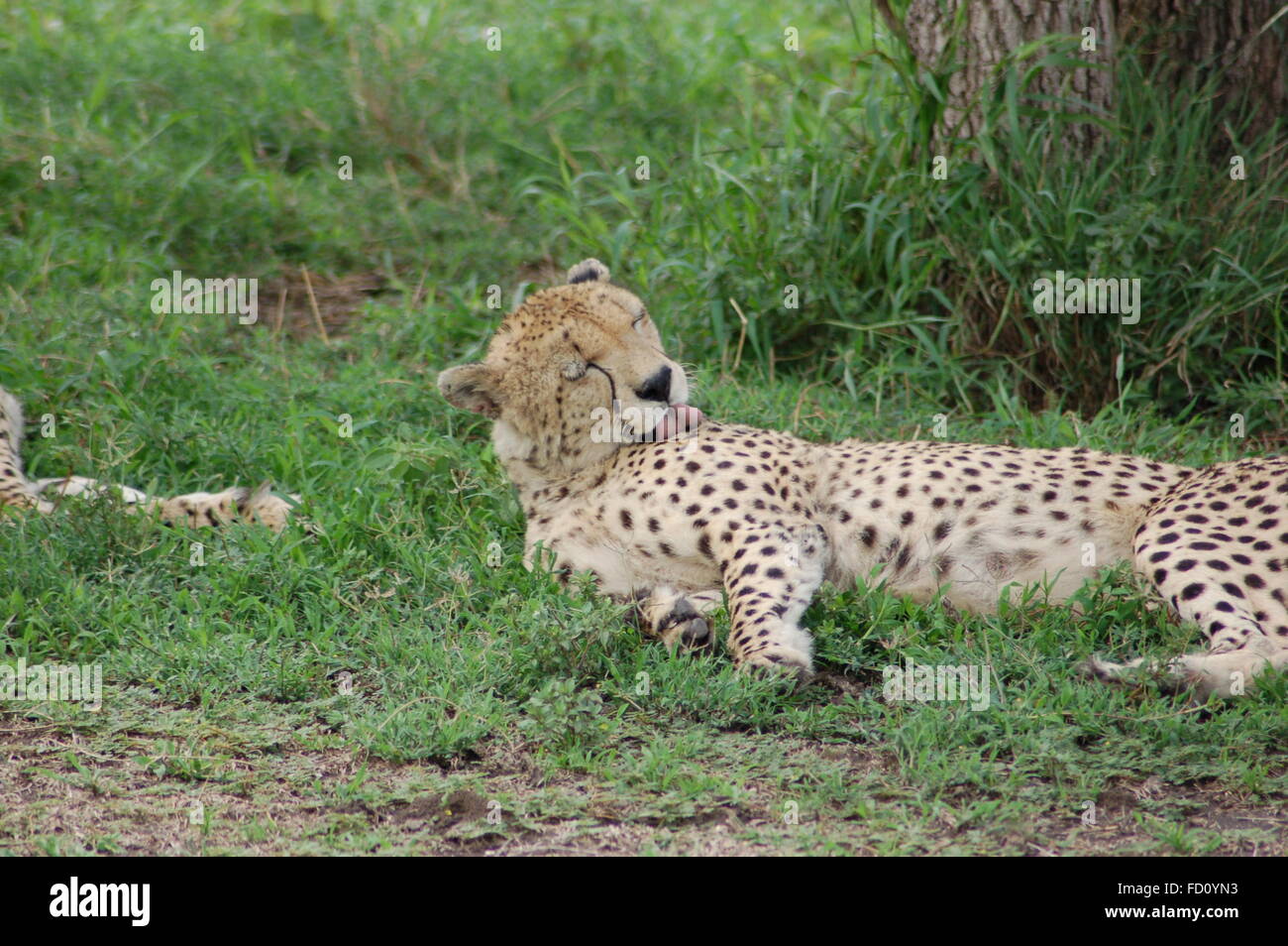 African cheetahs in their natural environment Stock Photo - Alamy