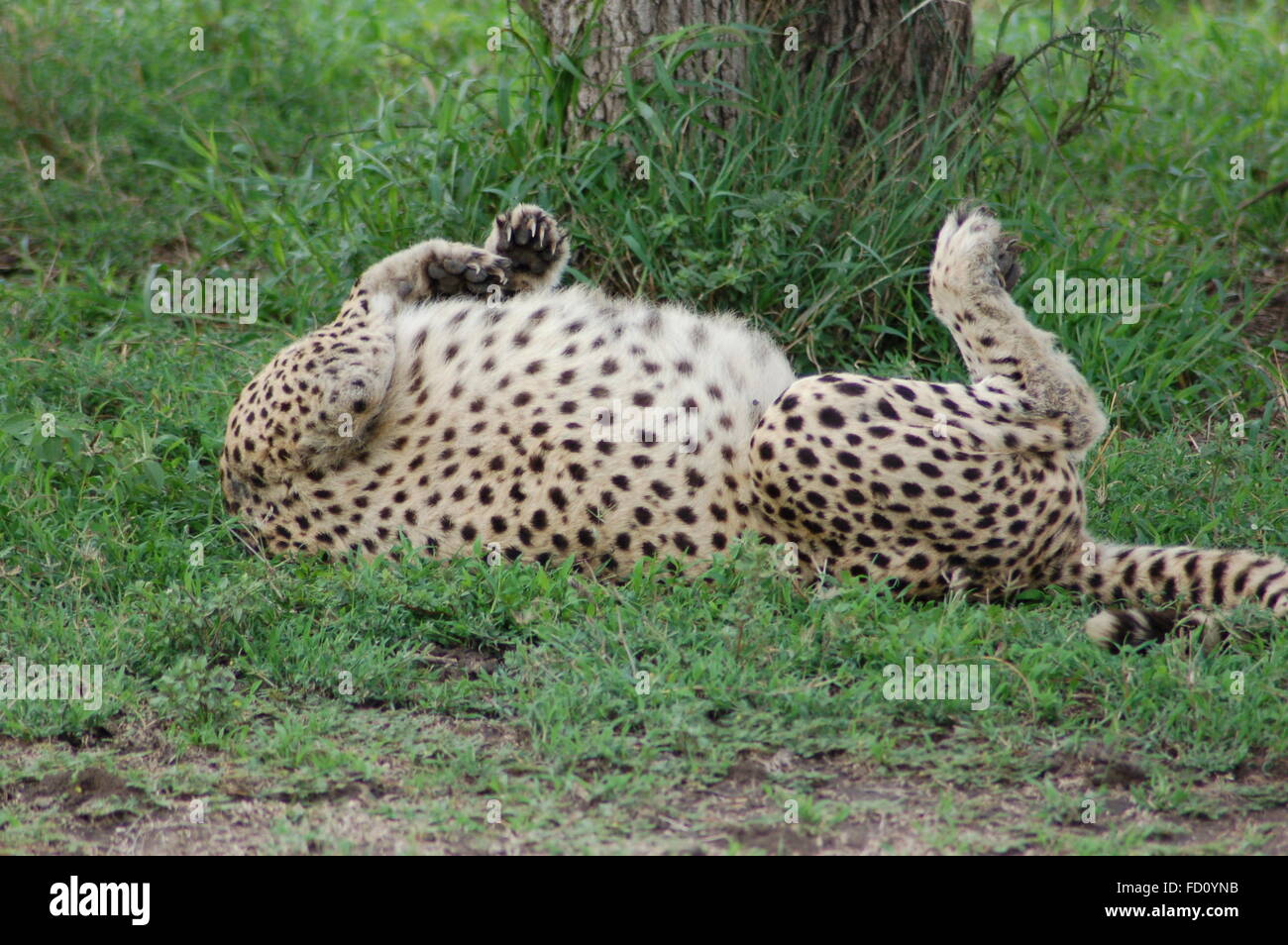 African cheetahs in their natural environment Stock Photo - Alamy