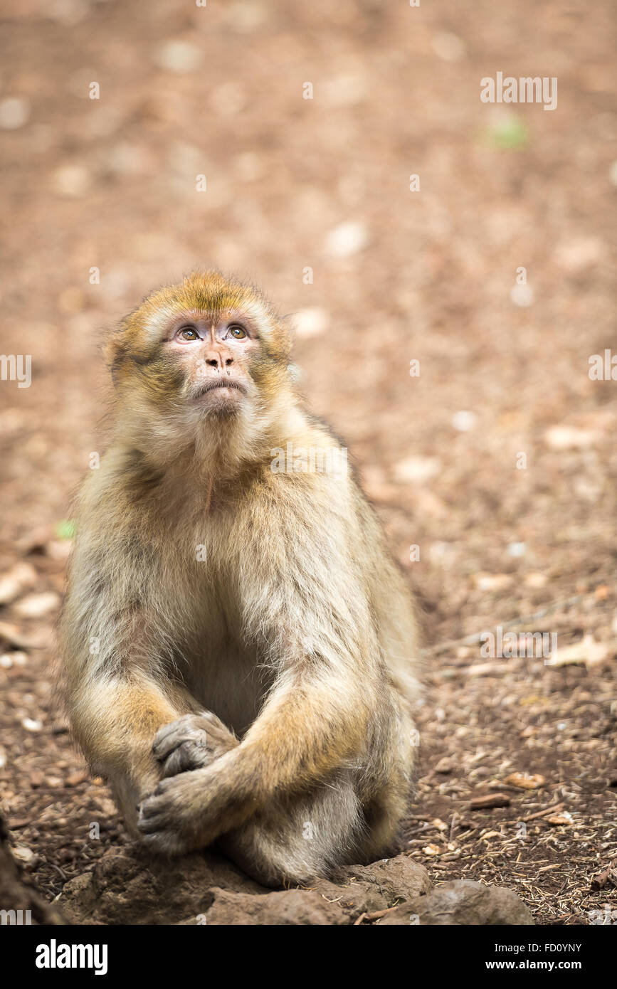 Barbary macaque in Morocco, the thinker I Stock Photo - Alamy