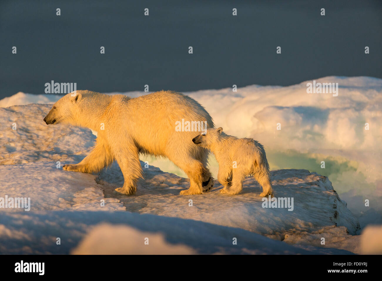Canada, Nunavut Territory, Repulse Bay, Polar Bear Cub (Ursus maritimus ...