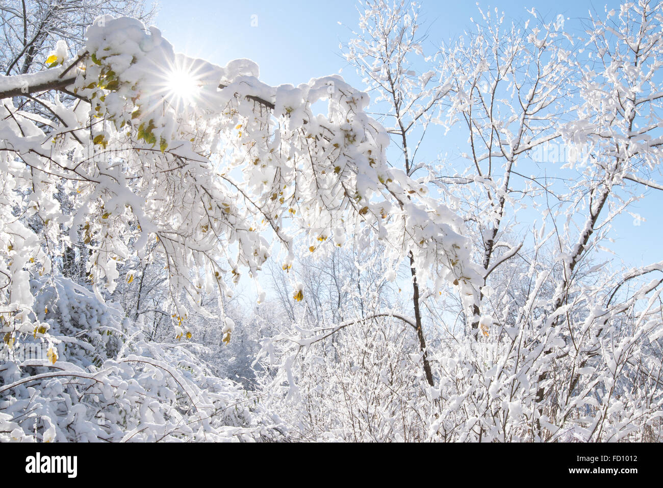 Covered in Snow Stock Photo - Alamy