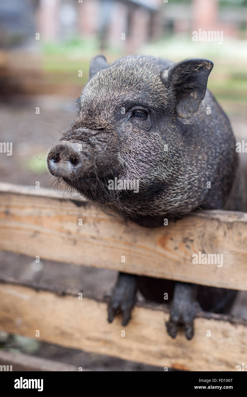 Young Vietnamese pig stands leaning on a fence Stock Photo - Alamy