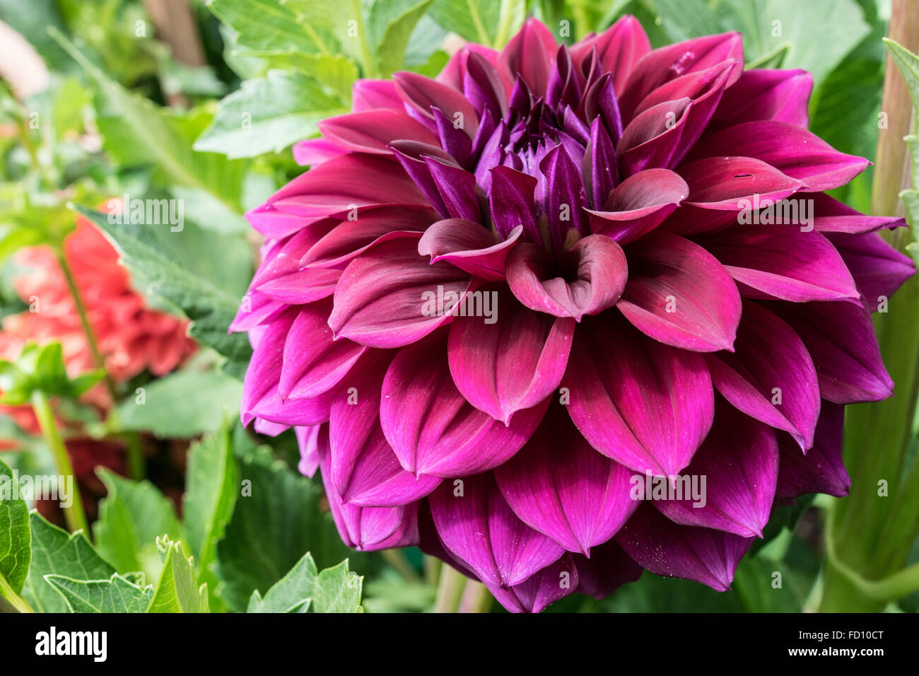 Big bold flower Stock Photo - Alamy