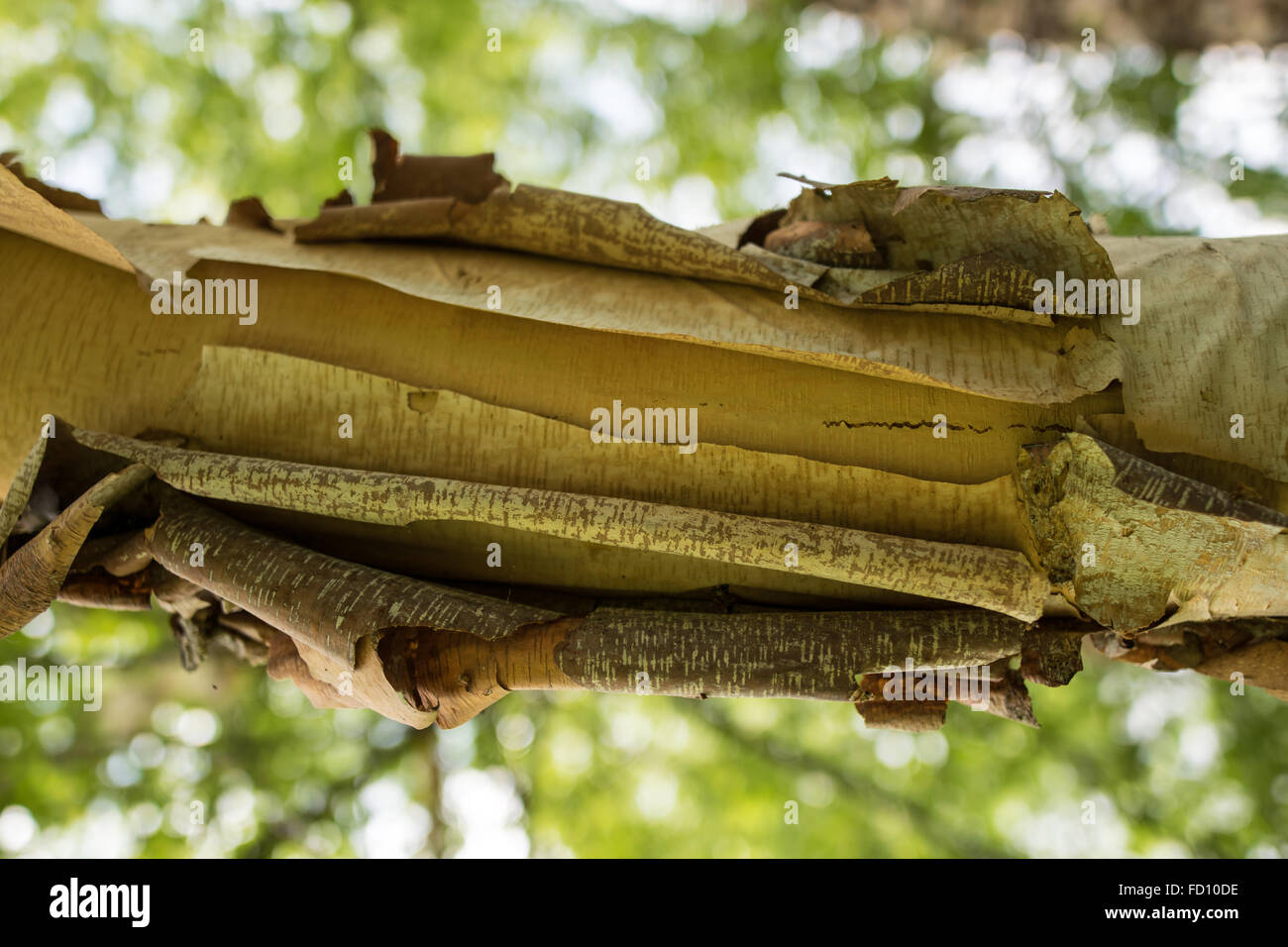 Pealing bark hi-res stock photography and images - Alamy