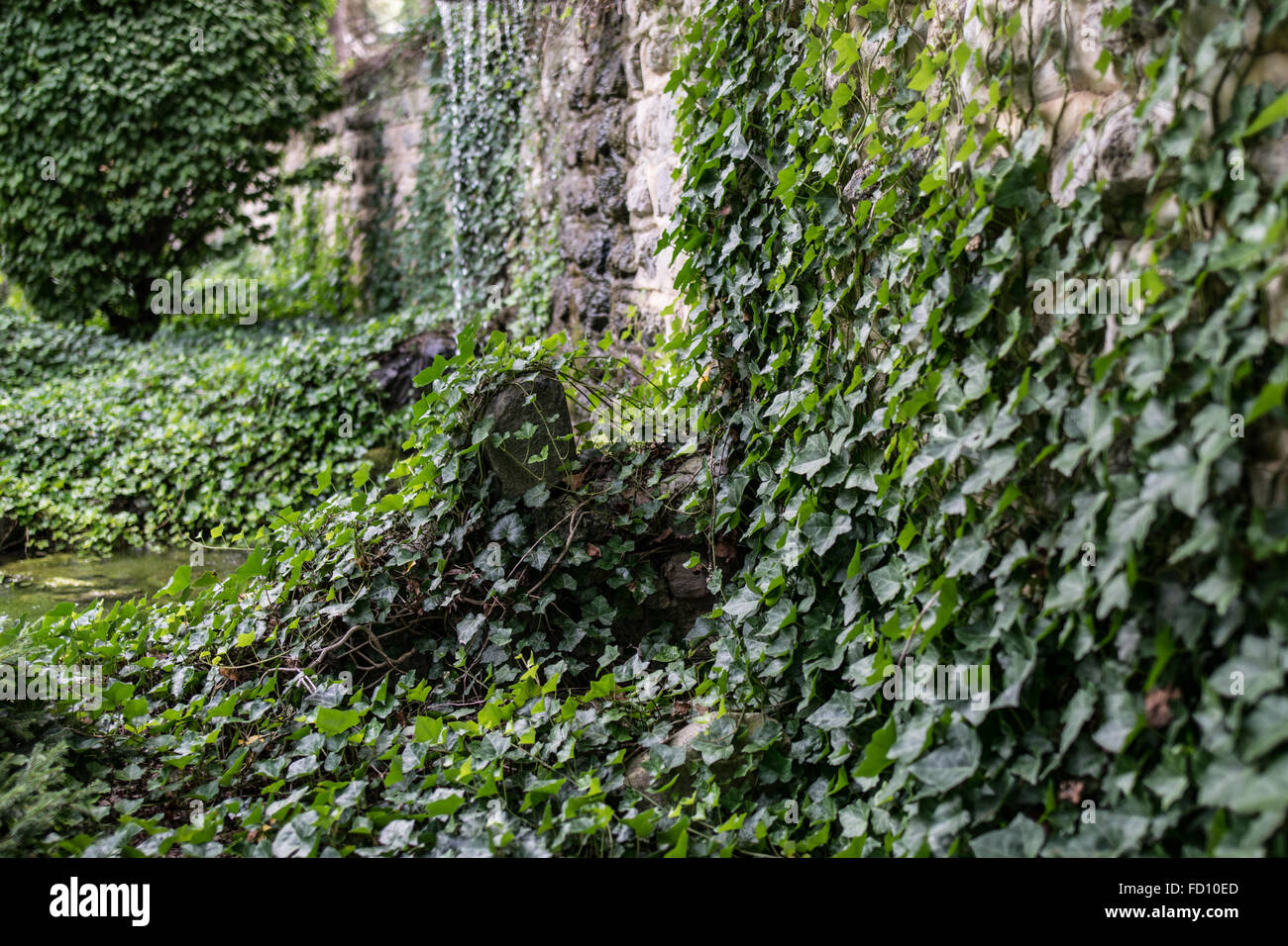 Ivy Wall Garden Stock Photos & Ivy Wall Garden Stock Images - Alamy