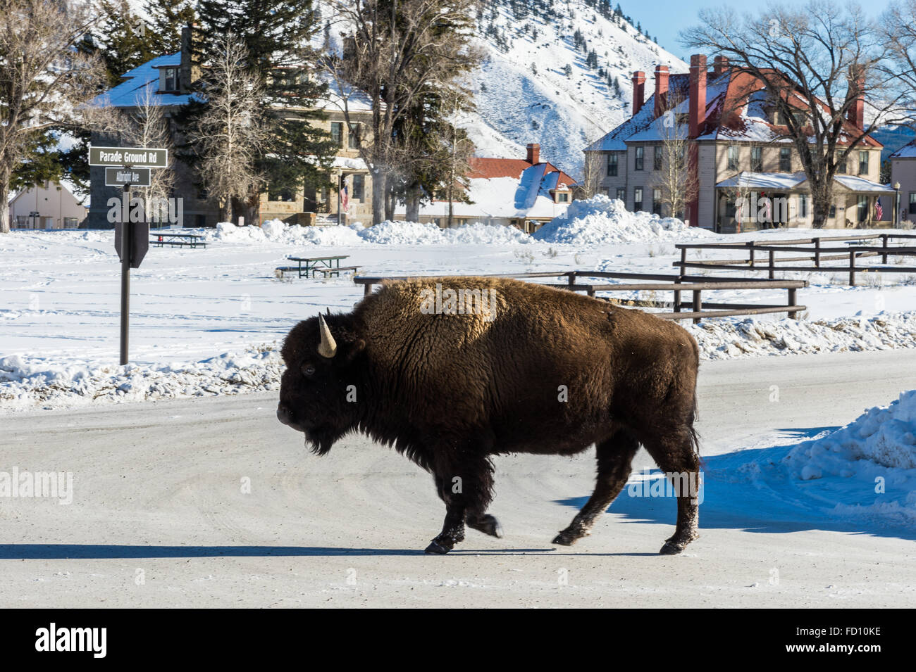 Adult mammoth hi-res stock photography and images - Alamy