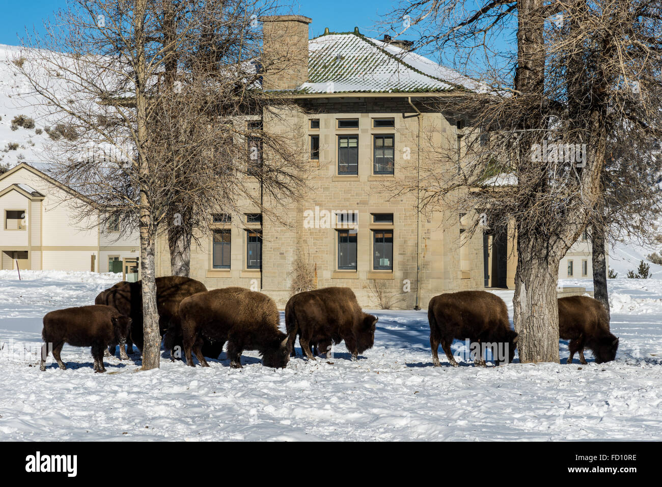 A herd of bison graze in snow near Mammoth Hot Springs, headquarter of ...