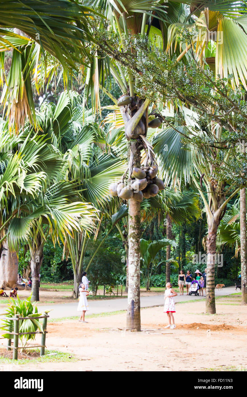 Royal Botanical Gardens, Peradeniya, Kandy, Sri Lanka Stock Photo - Alamy