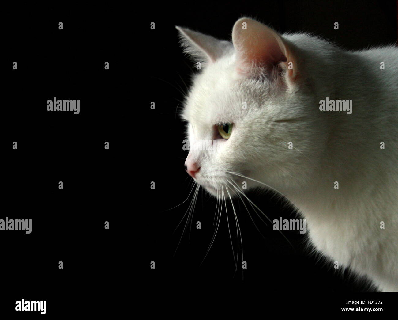 Contemplating contemplative hi-res stock photography and images - Alamy