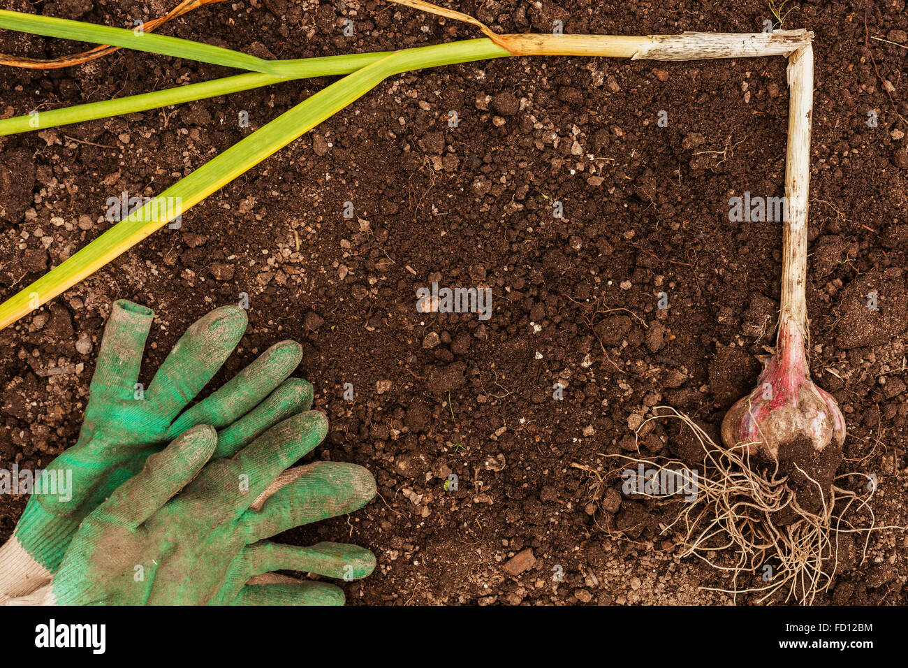 Garlic glove hi-res stock photography and images - Alamy