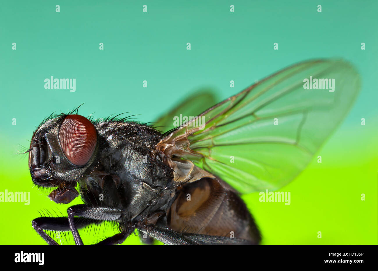 Fly flies with spread wings on a bright background Stock Photo - Alamy