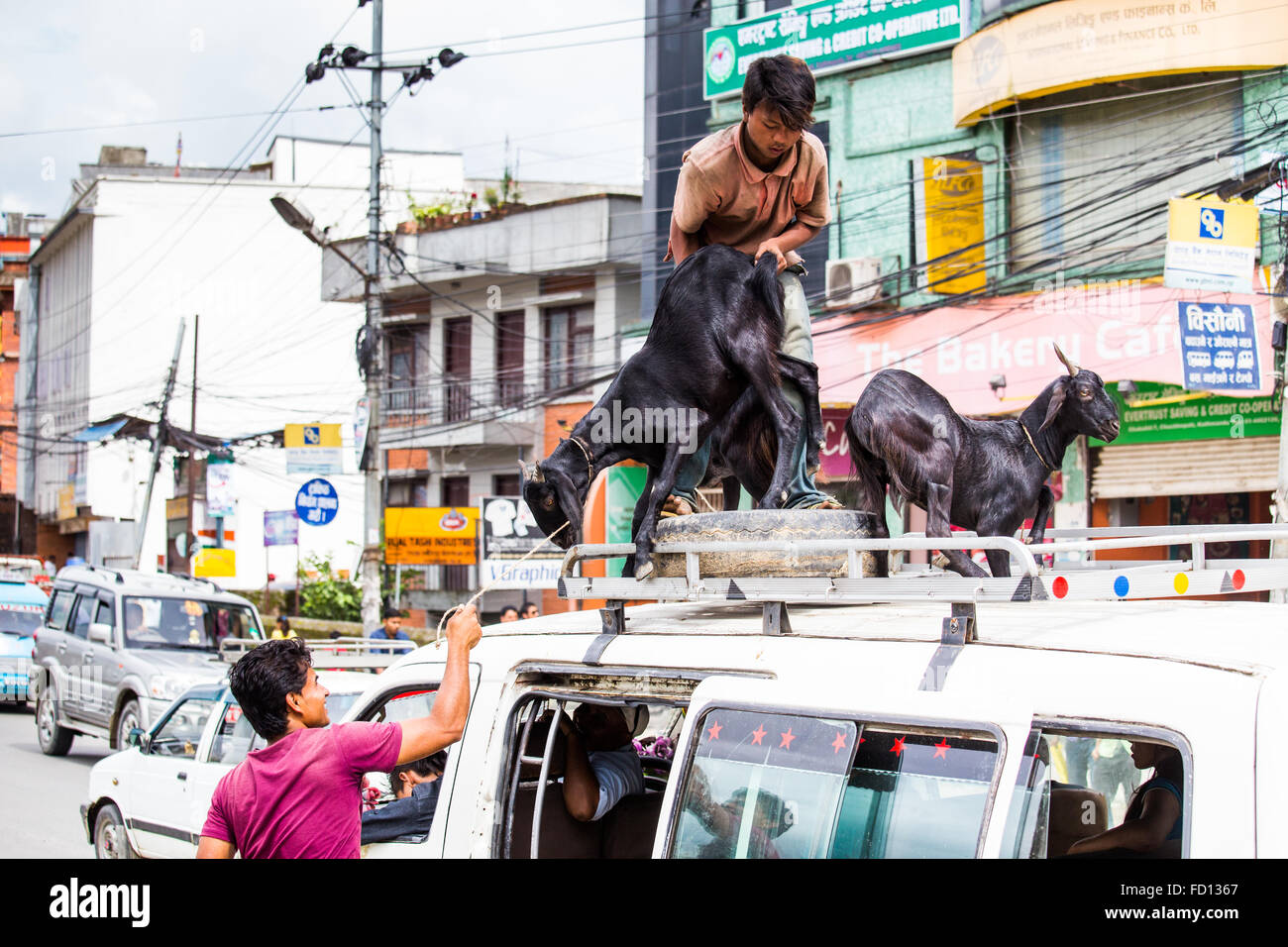 Transporting Goats High Resolution Stock Photography and Images - Alamy