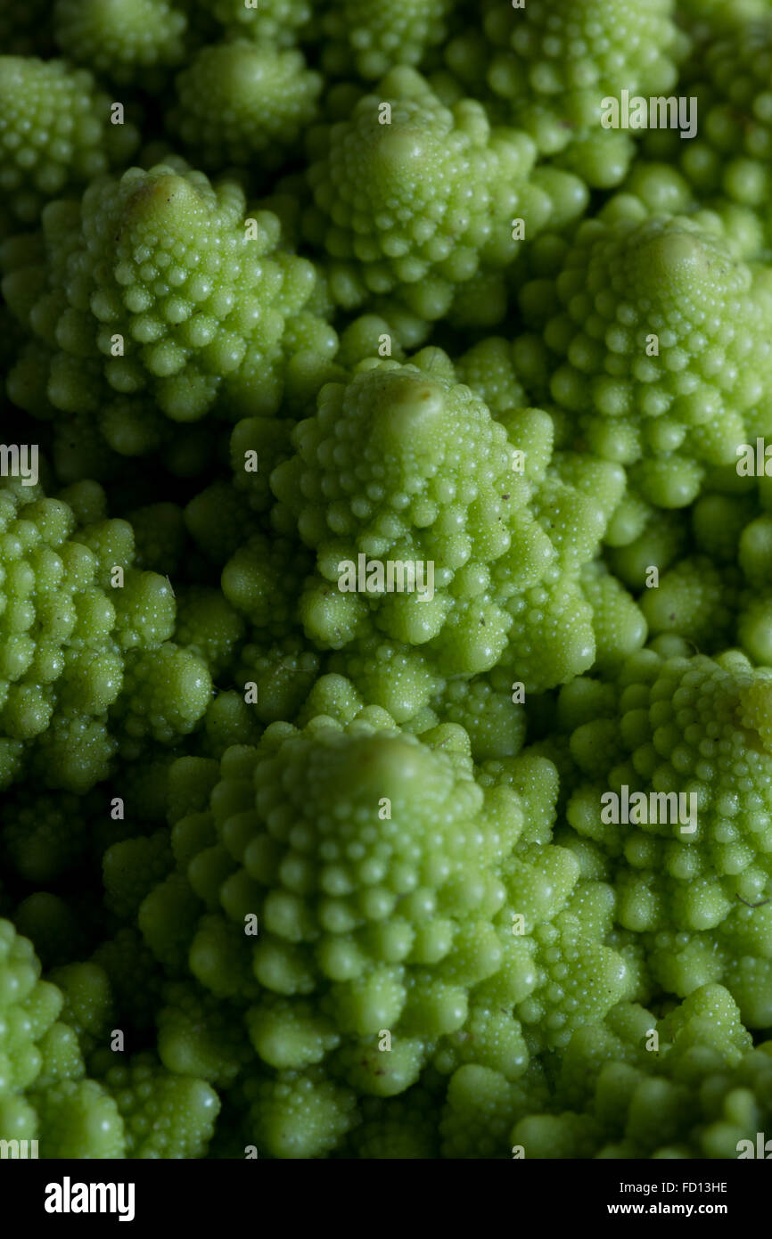 close up with attention to the detail in the texture of a romanesco ...