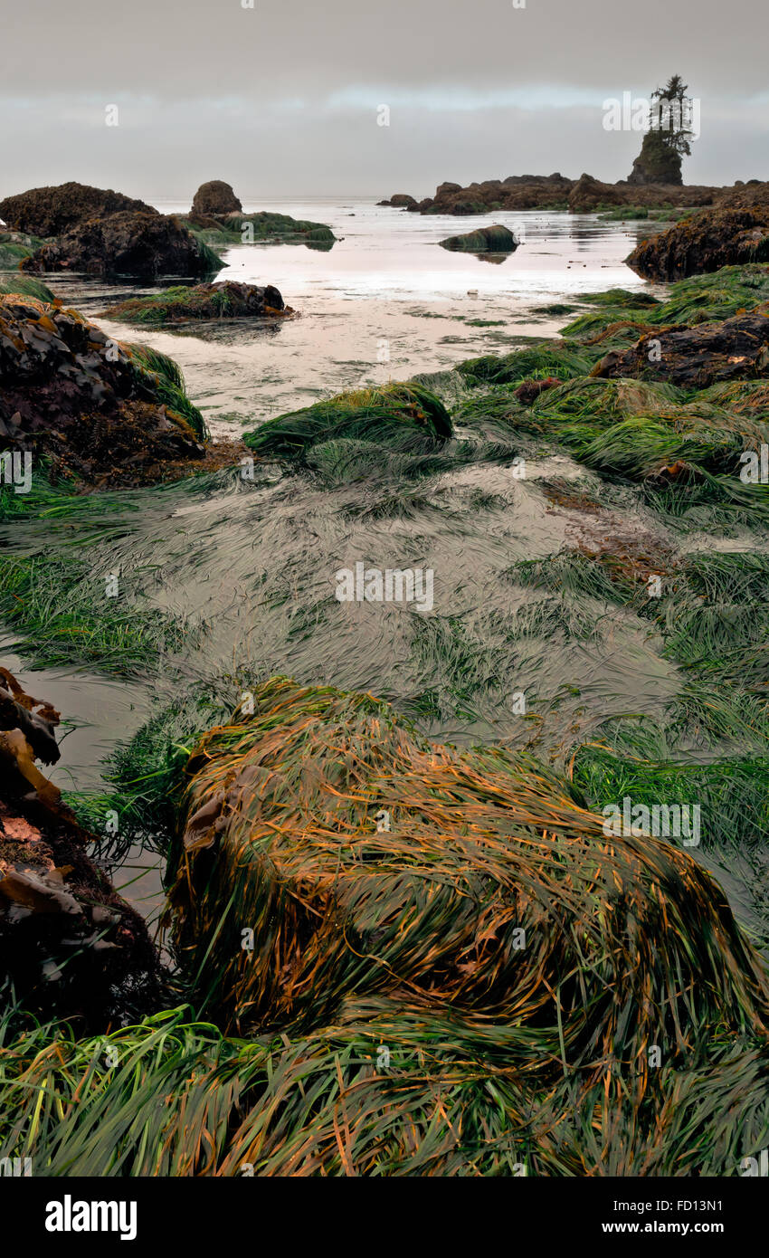 BRITISH COLUMBIA - Seagrass and rocks on a foggy morning along the Port ...