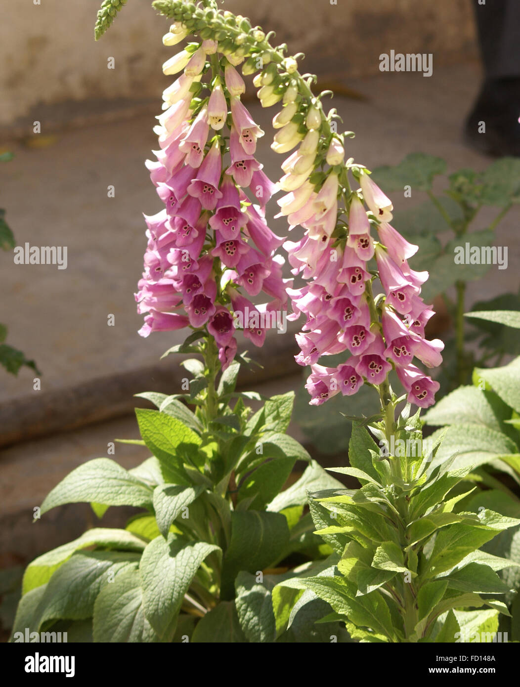 Digitalis purpurea, purple foxglove, herbaceous plant with purple ...