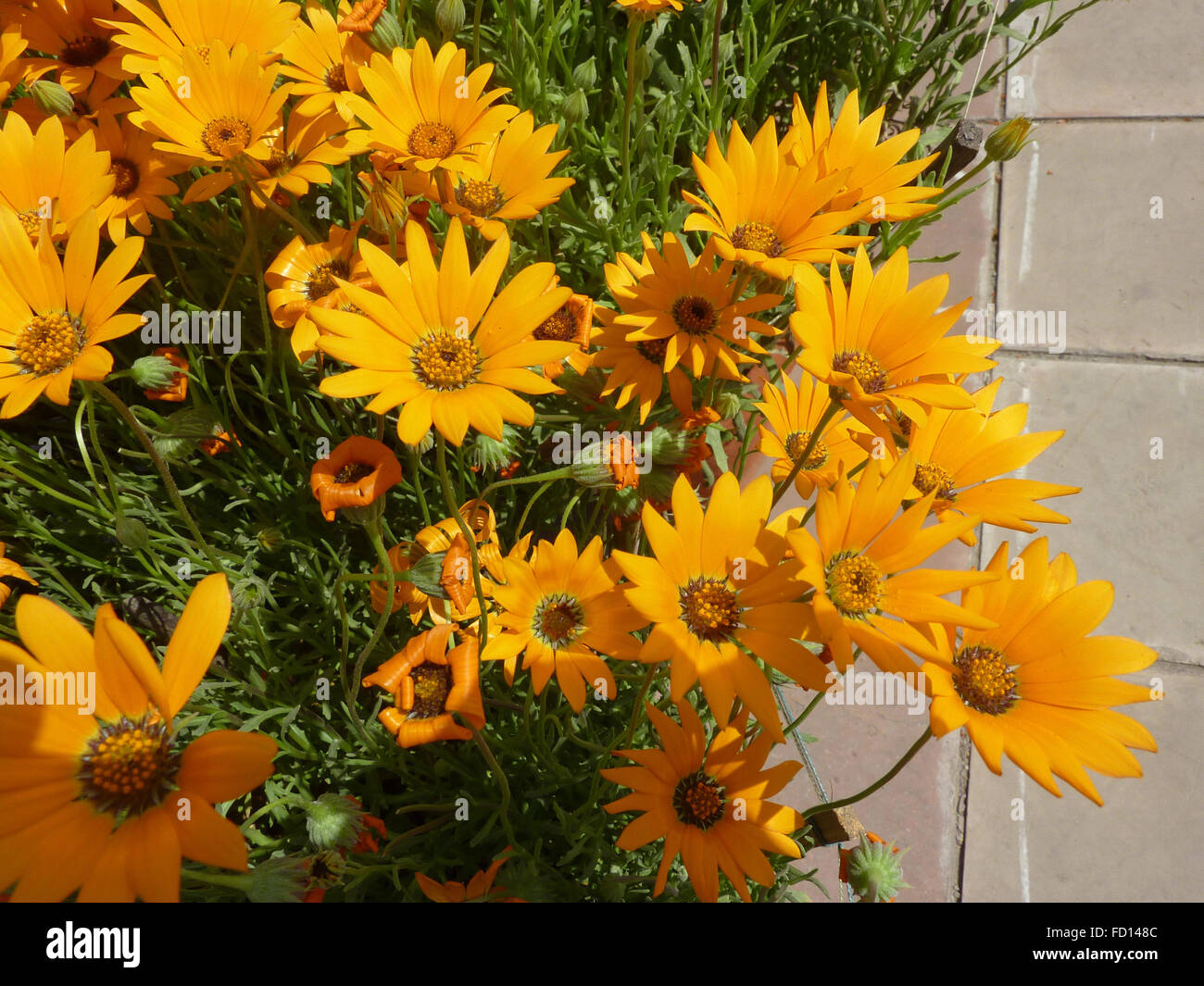 Dimophotheca sinuata, Orange Namaqualand daisy, popular garden ...