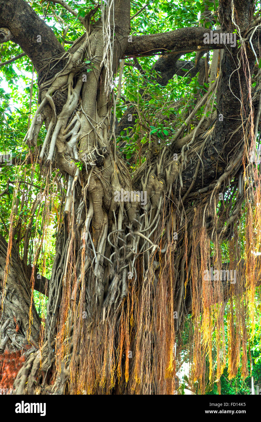 great banyan tree,a tropical tree in india,flora of india,flora of asia ...