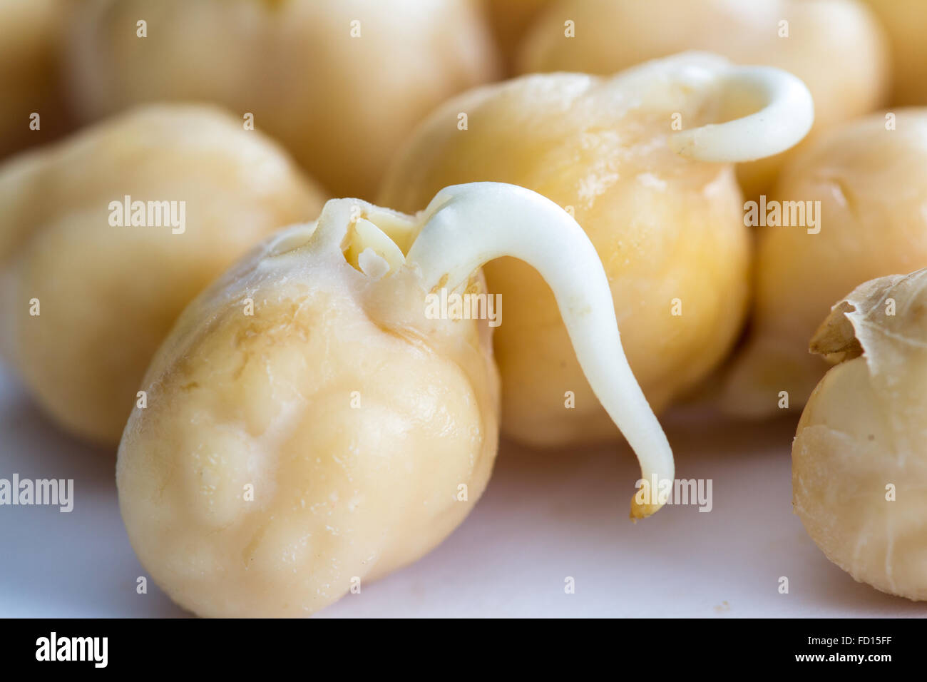 close up of an organic raw sprouted chickpea with a small root growing ...