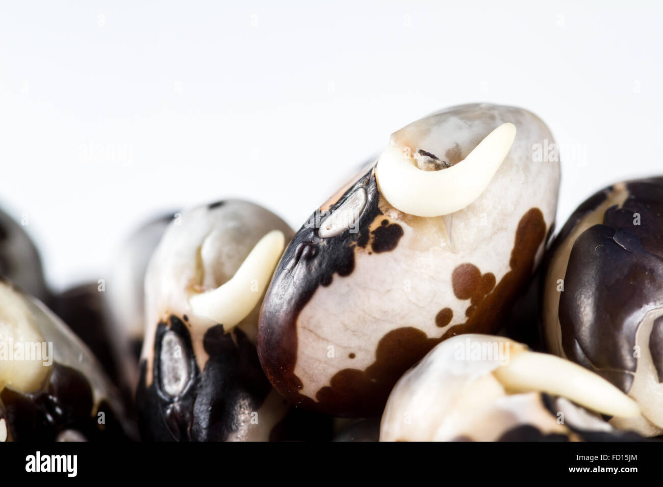 Orca beans growing hi-res stock photography and images - Alamy