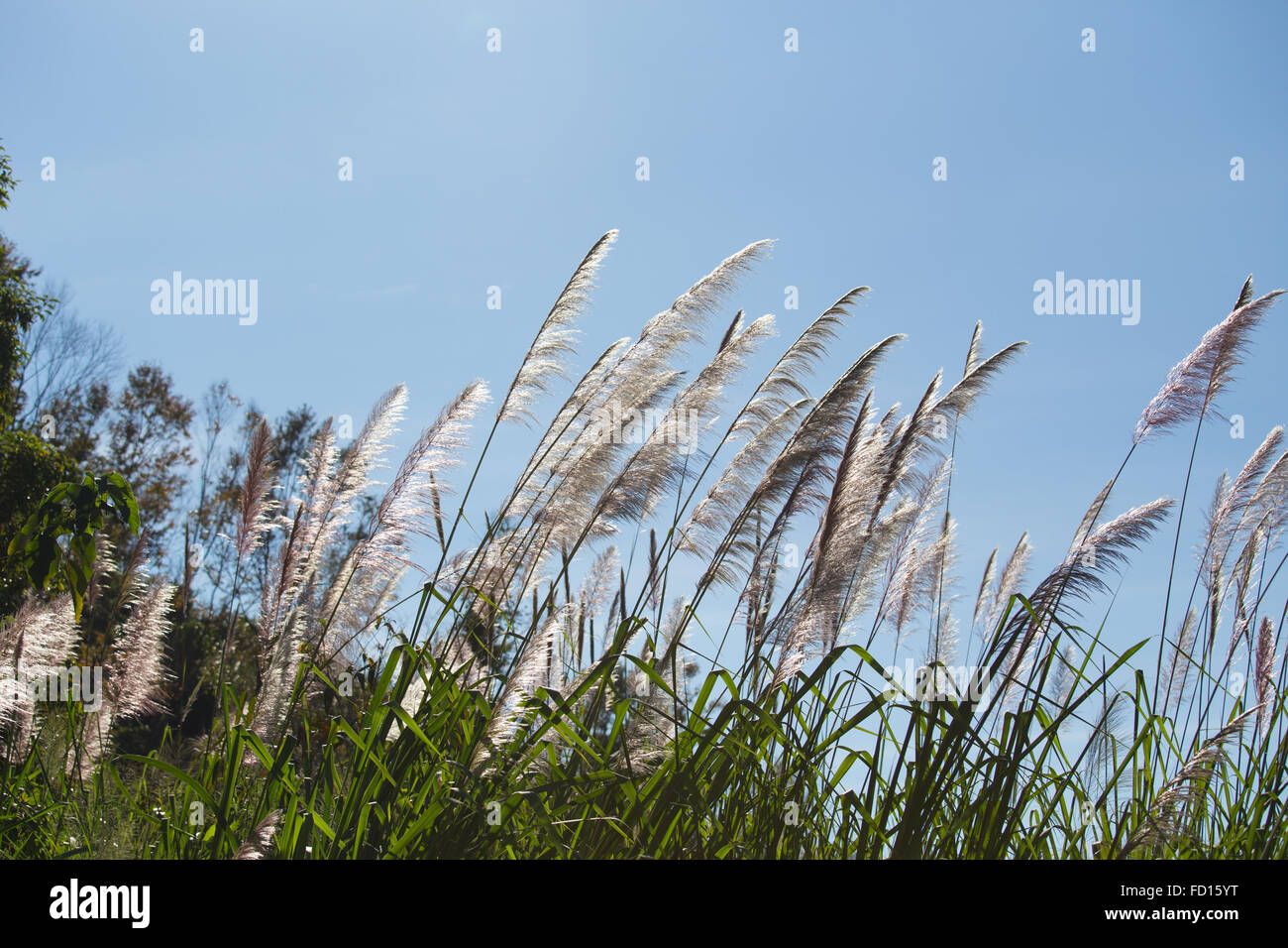 thicket flower at tropical rain forest of Thailand in winter Stock ...