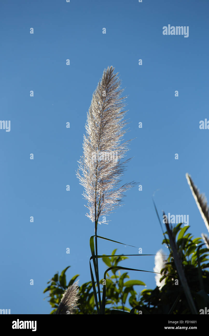 thicket flower at tropical rain forest of Thailand in winter Stock ...