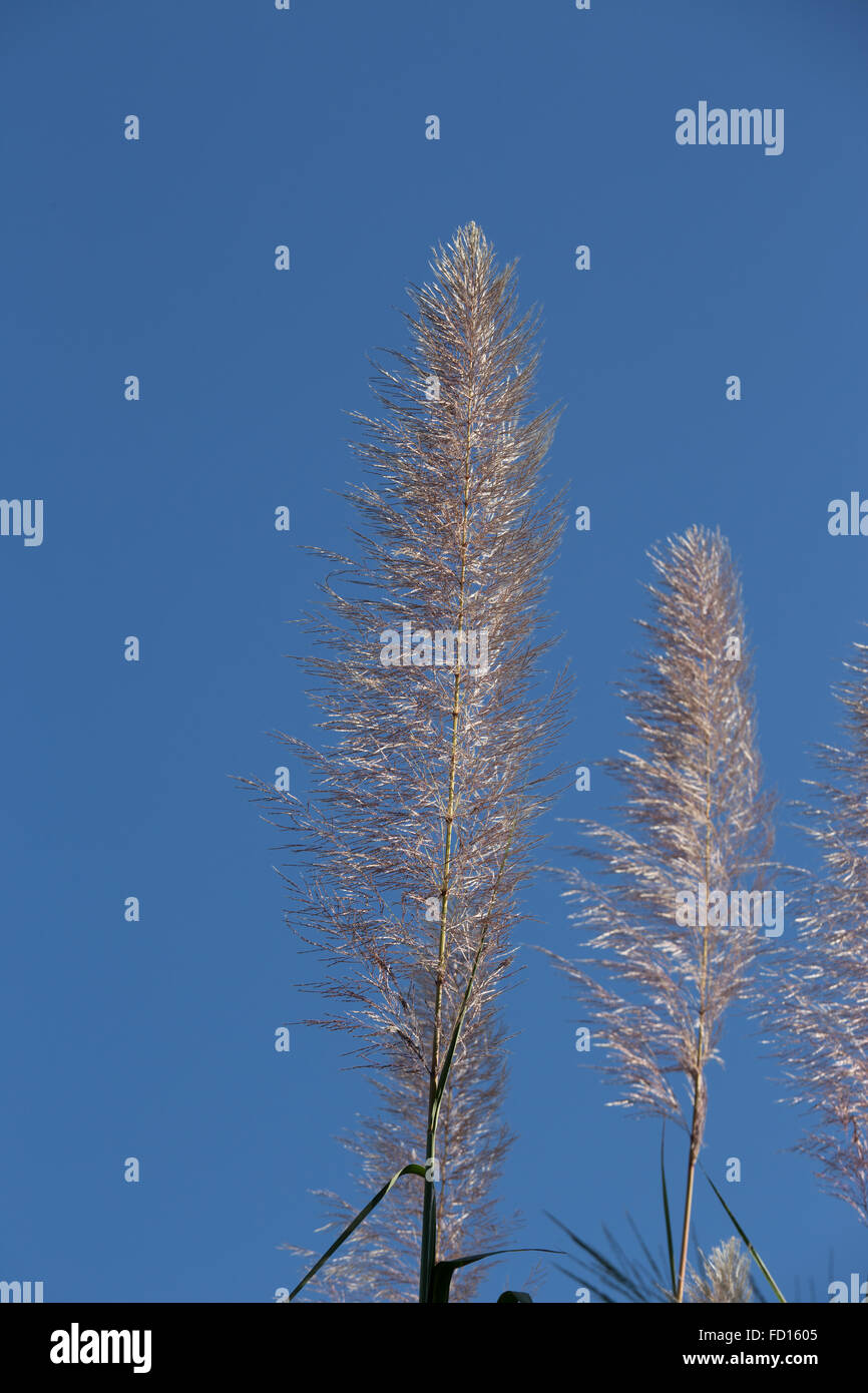 Plant Thicket High Resolution Stock Photography and Images - Alamy