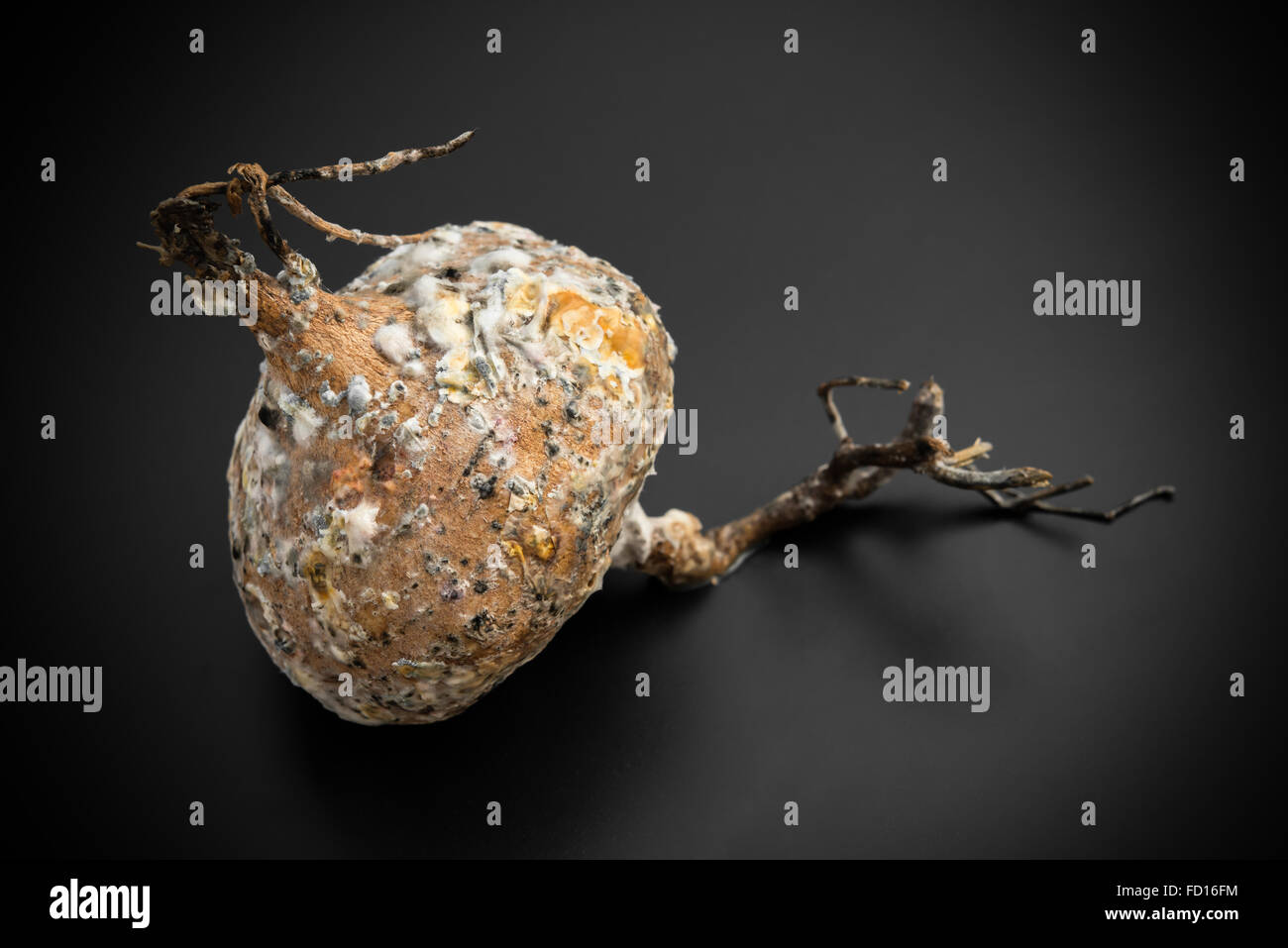 rotten jicama or yam-bean on a black background Stock Photo - Alamy