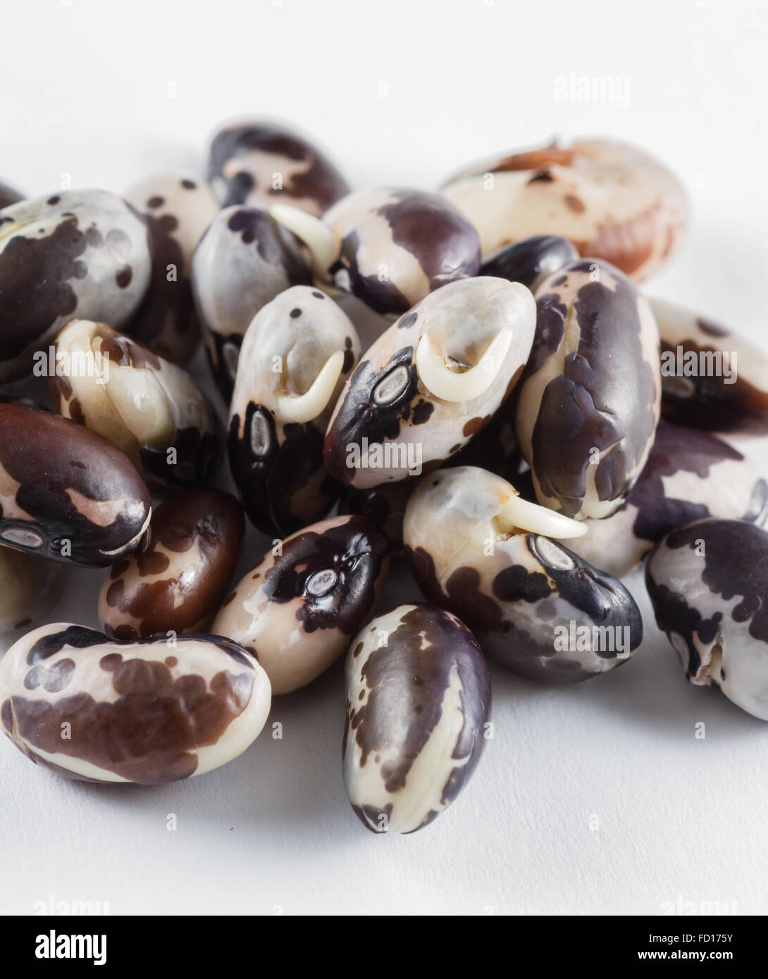 close up of a group of raw sprouted orca beans Stock Photo - Alamy
