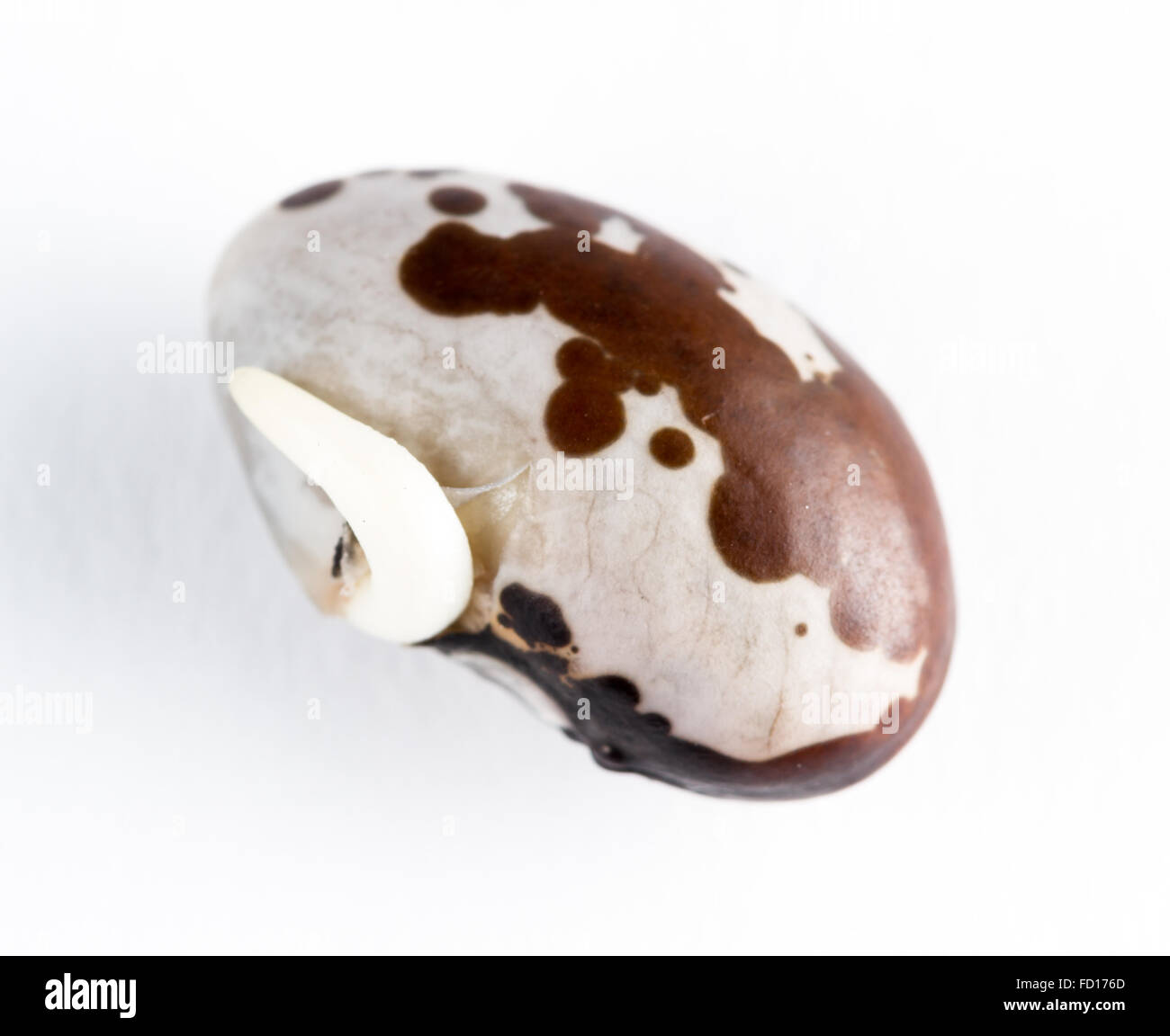 Orca beans hi-res stock photography and images - Alamy