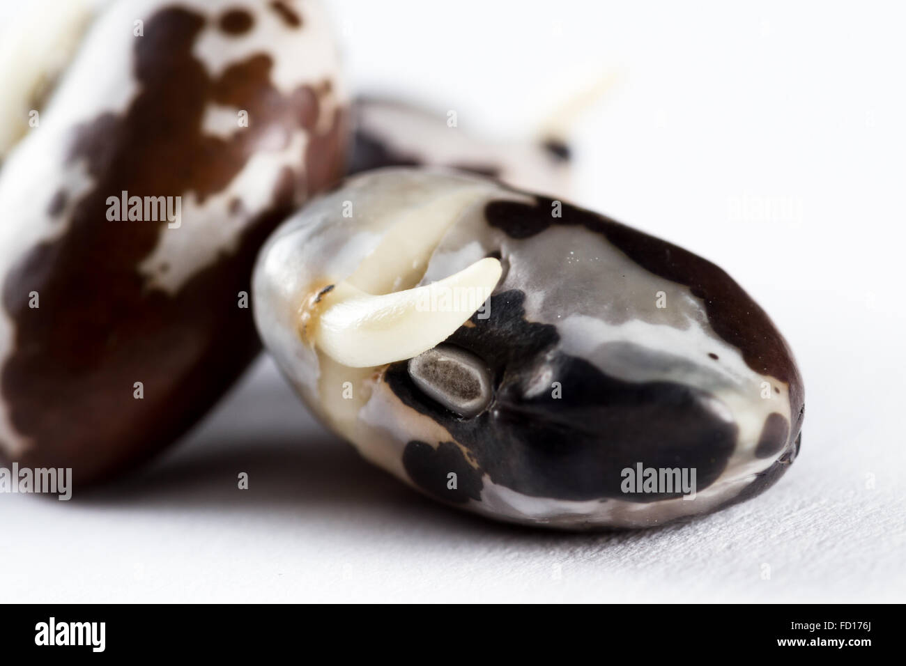 close up of a group of raw sprouted orca beans Stock Photo - Alamy