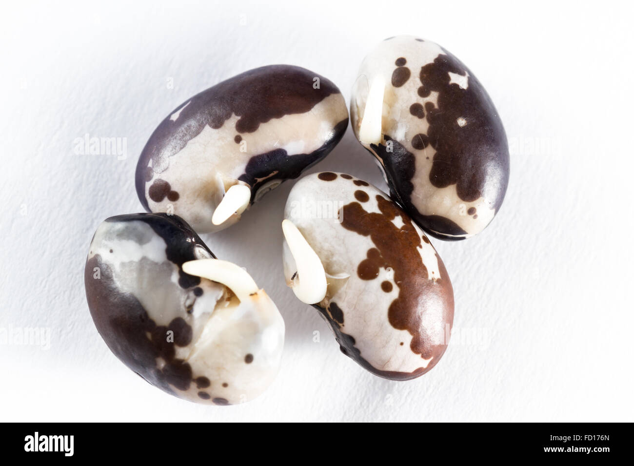 Orca beans growing hi-res stock photography and images - Alamy