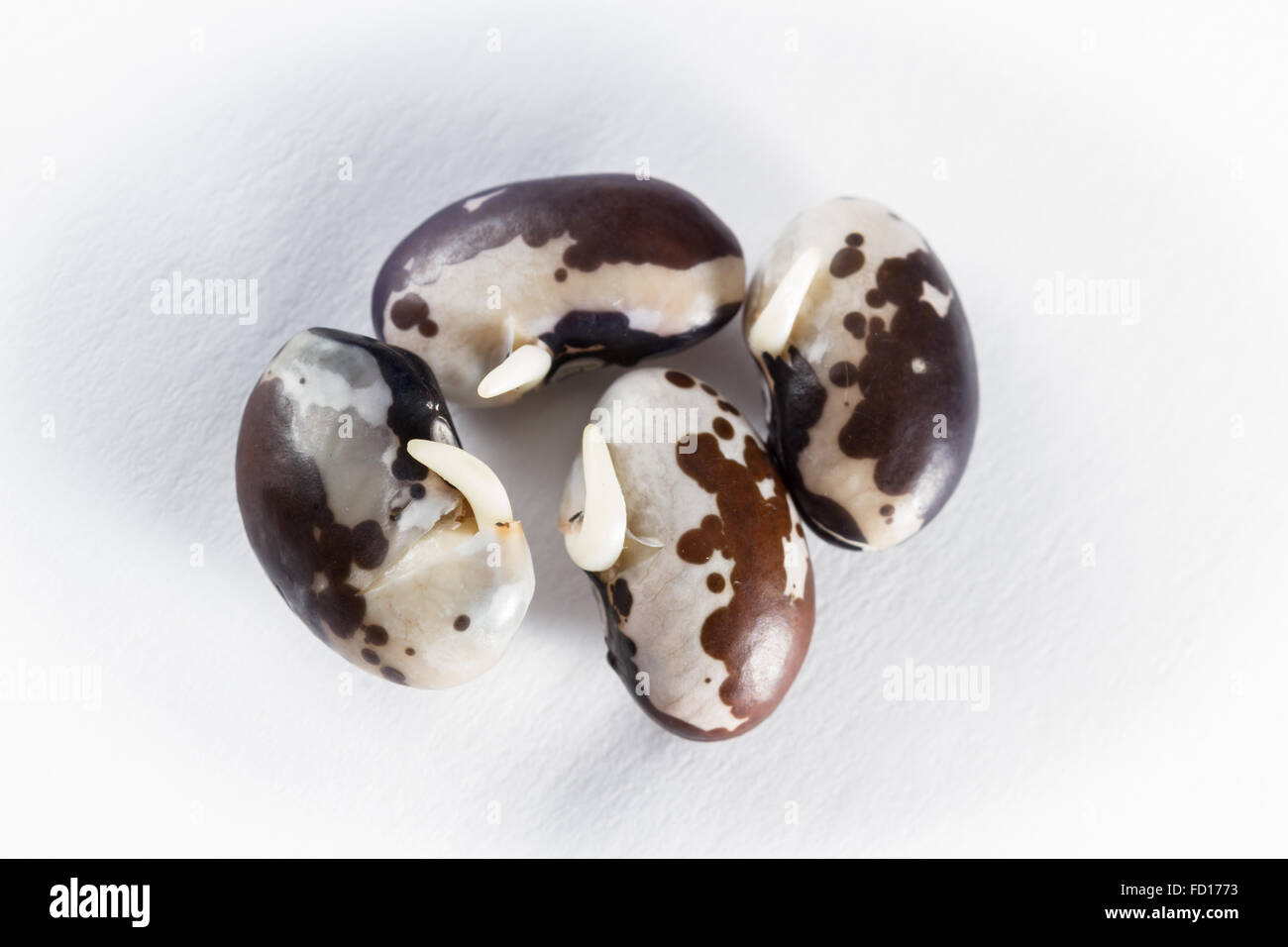 Orca beans growing hi-res stock photography and images - Alamy