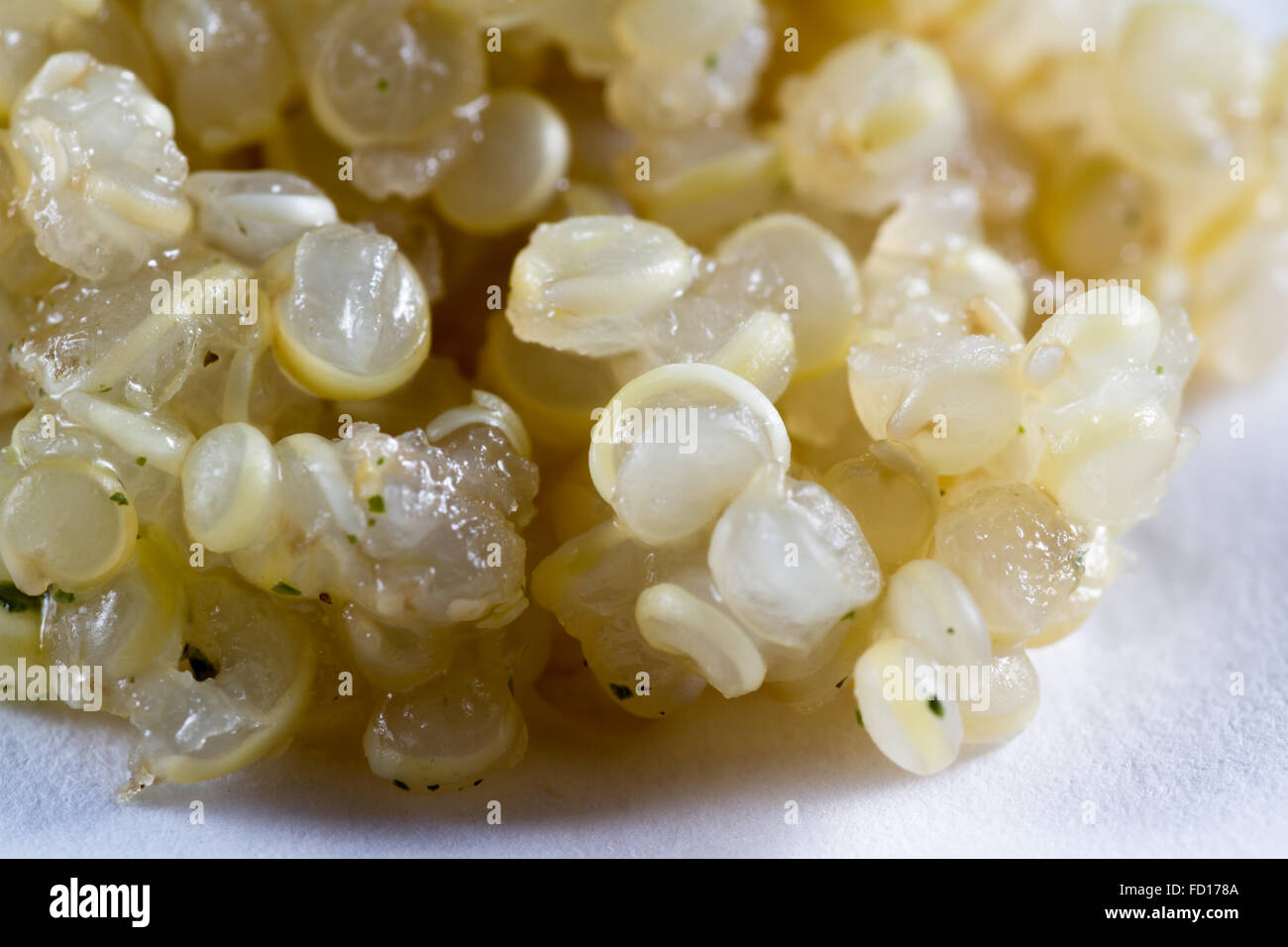close up of organic cooked sprouted quinoa on a white background Stock ...