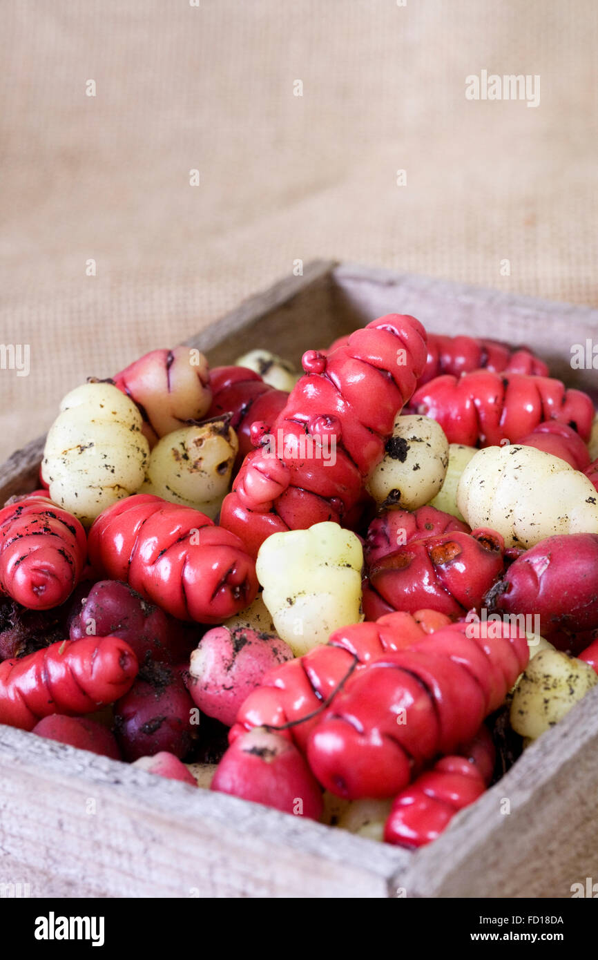 Oca new zealand yam oxalis hi-res stock photography and images - Alamy
